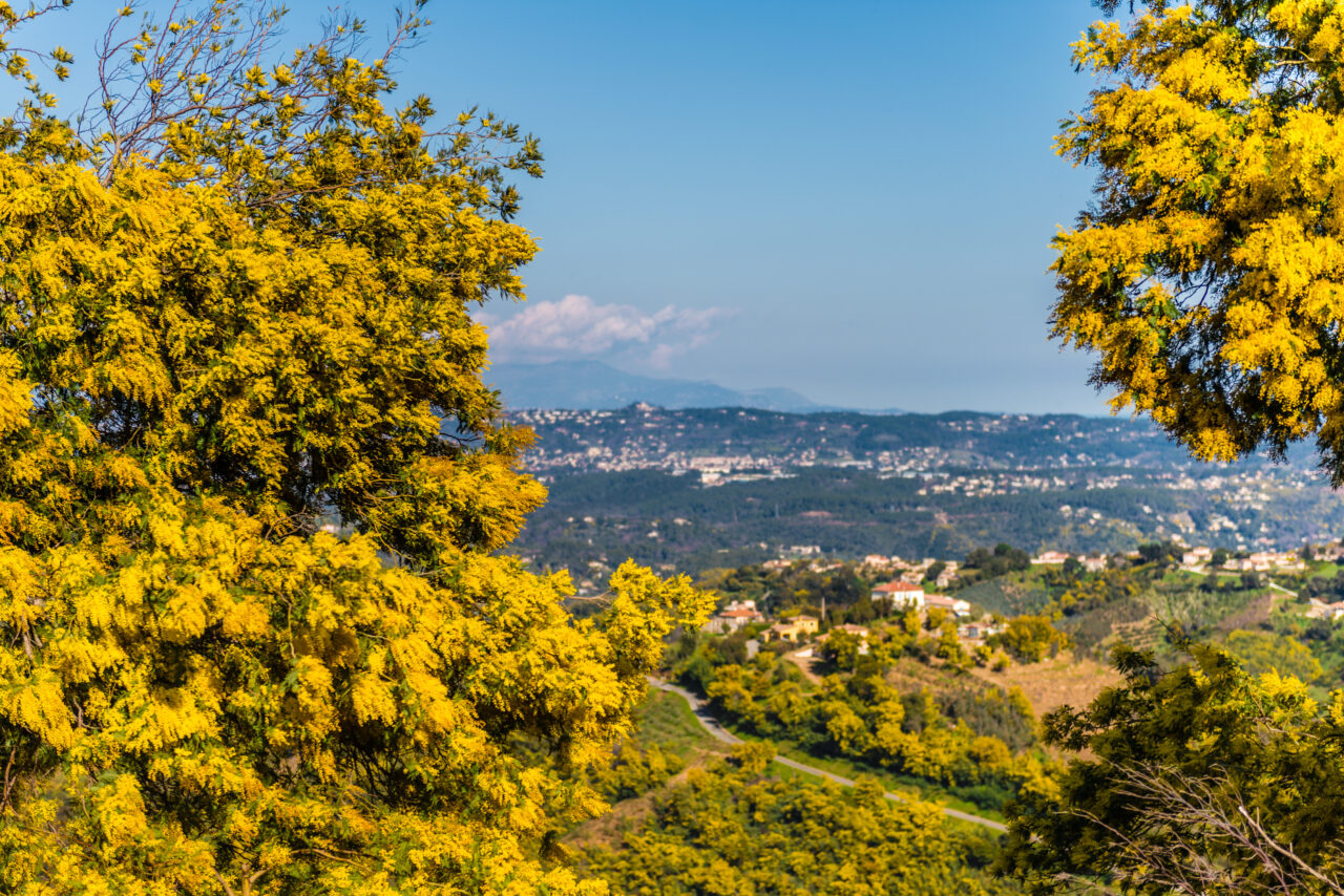 Tanneron - Route du mimosa